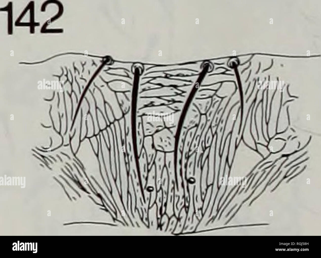 Thrips Simplex High Resolution Stock Photography and Images - Alamy