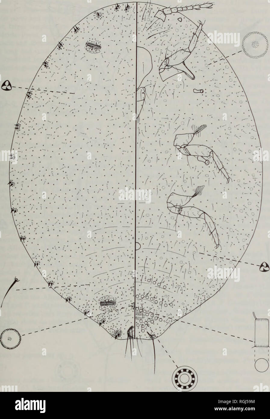 Planococcus hi-res stock photography and images - Alamy