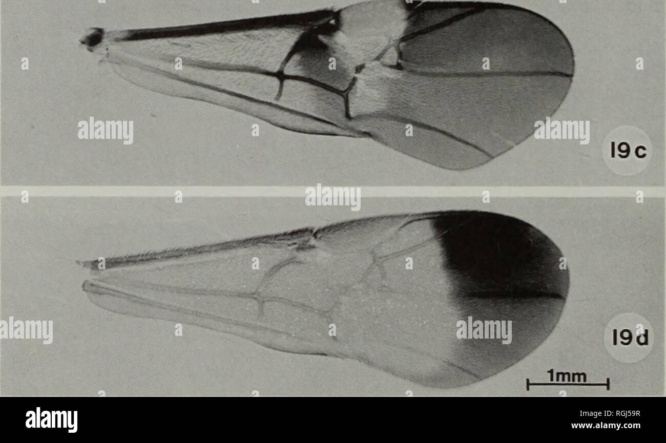 Metasomal hi-res stock photography and images - Alamy