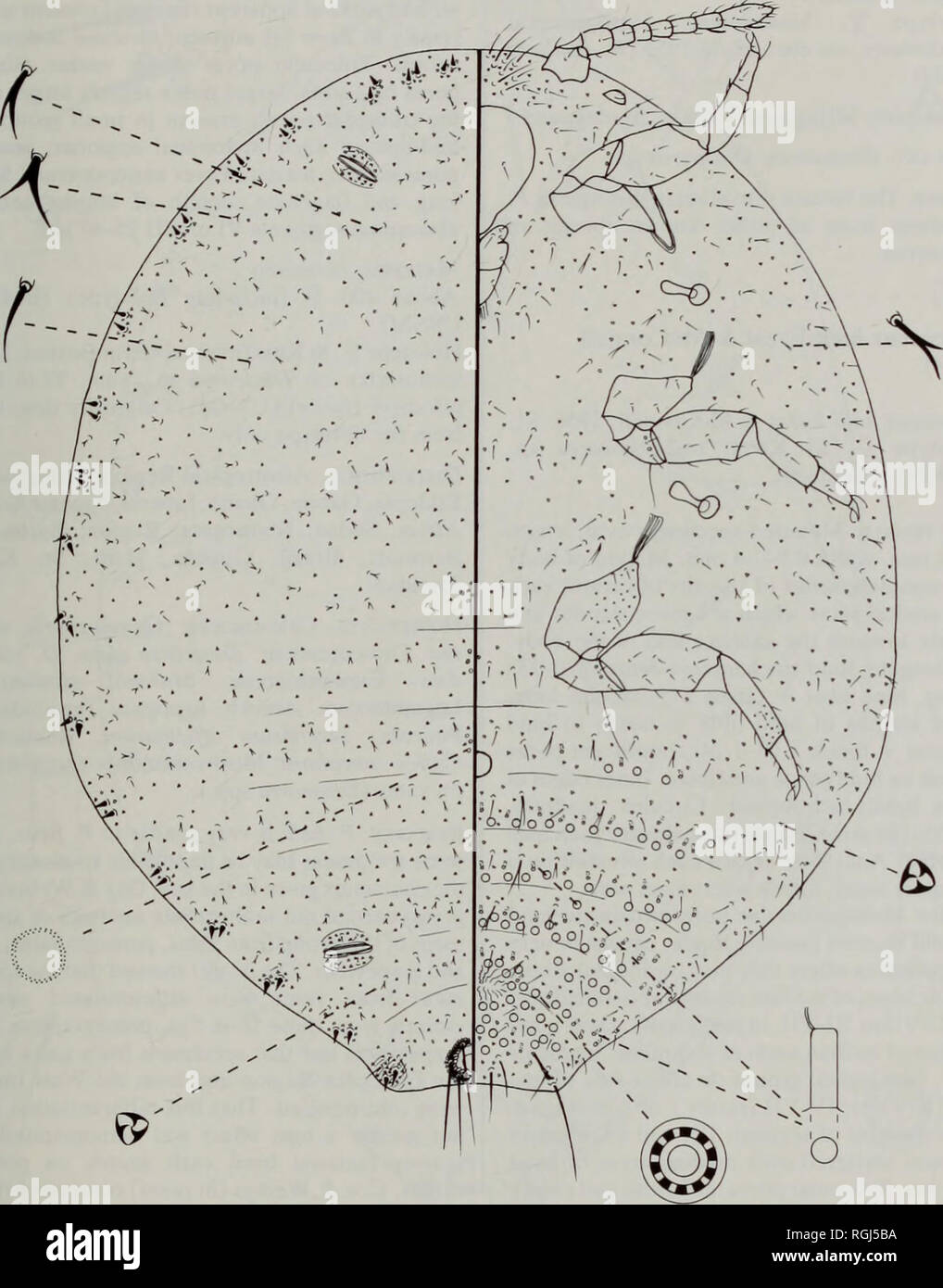 Planococcus hi-res stock photography and images - Alamy