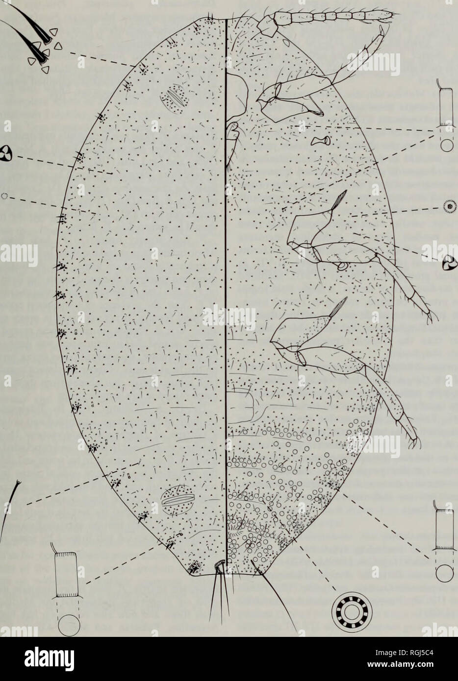 Planococcus ficus hi-res stock photography and images - Alamy