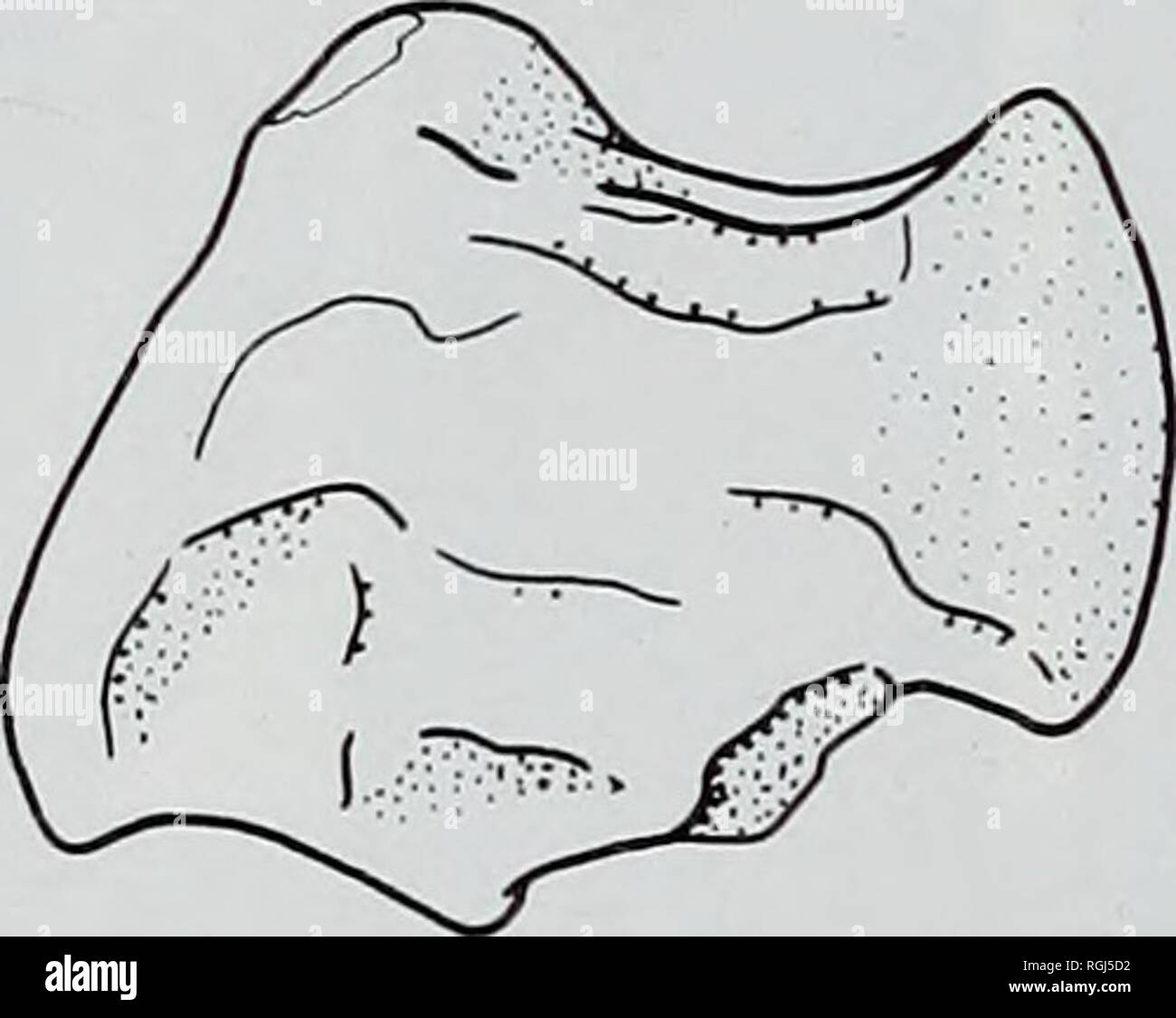 . Bulletin of the British Museum (Natural History), Geology. 418 A. W ...