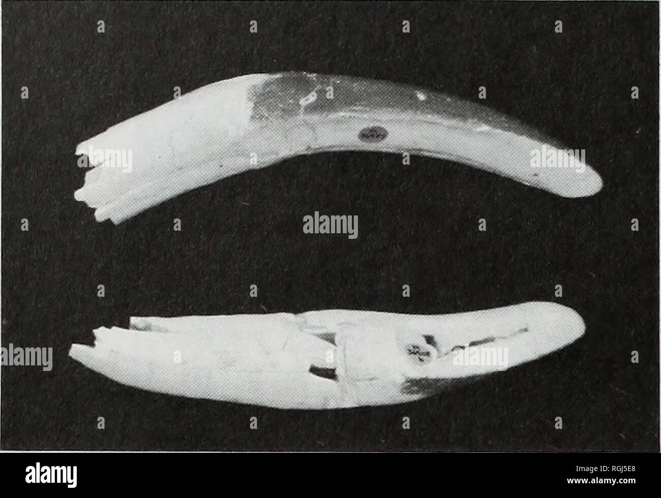 Aceratherium High Resolution Stock Photography and Images - Alamy