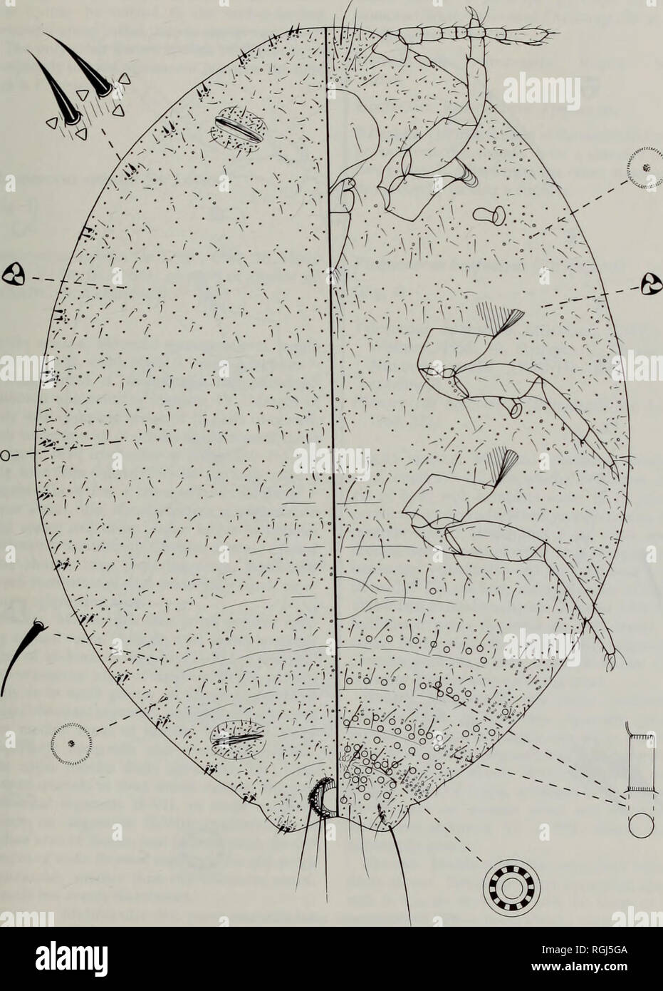 Planococcus hi-res stock photography and images - Alamy
