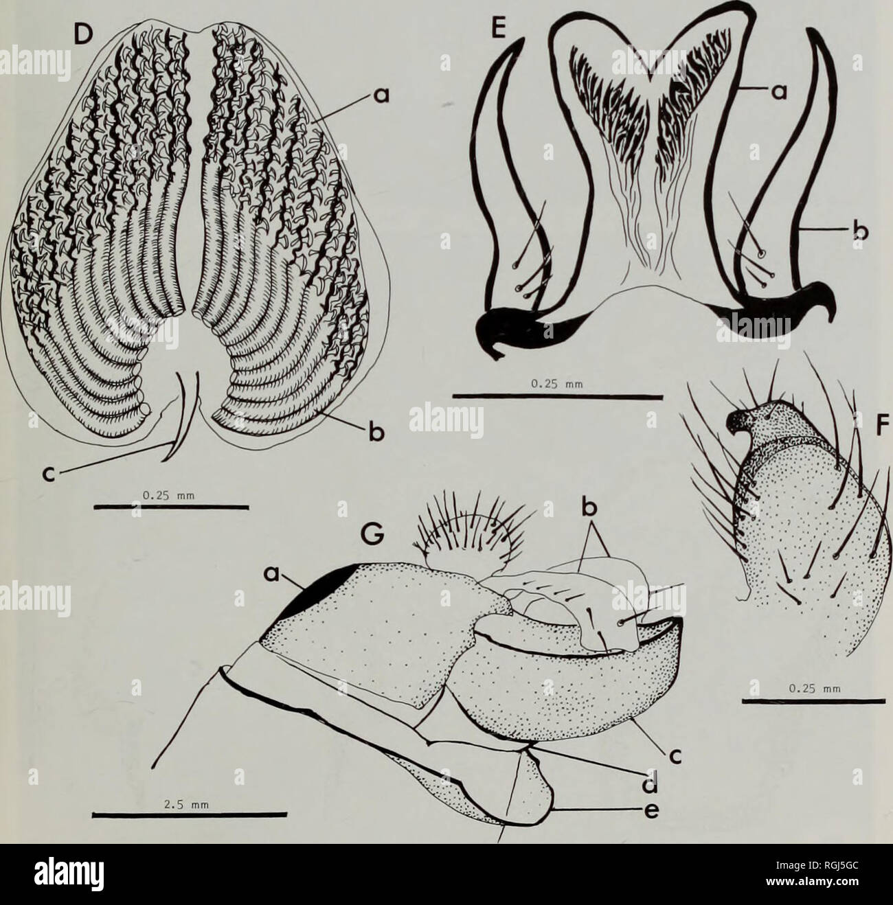 Claspers At The Tip Of His Abdomen High Resolution Stock Photography ...