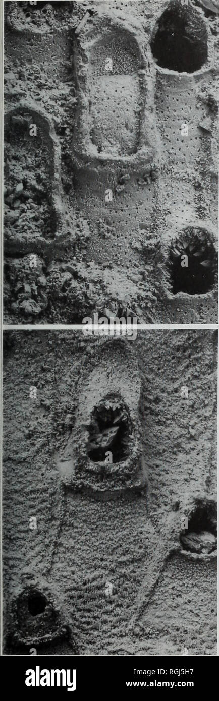 Diaphragm cap hi-res stock photography and images - Alamy