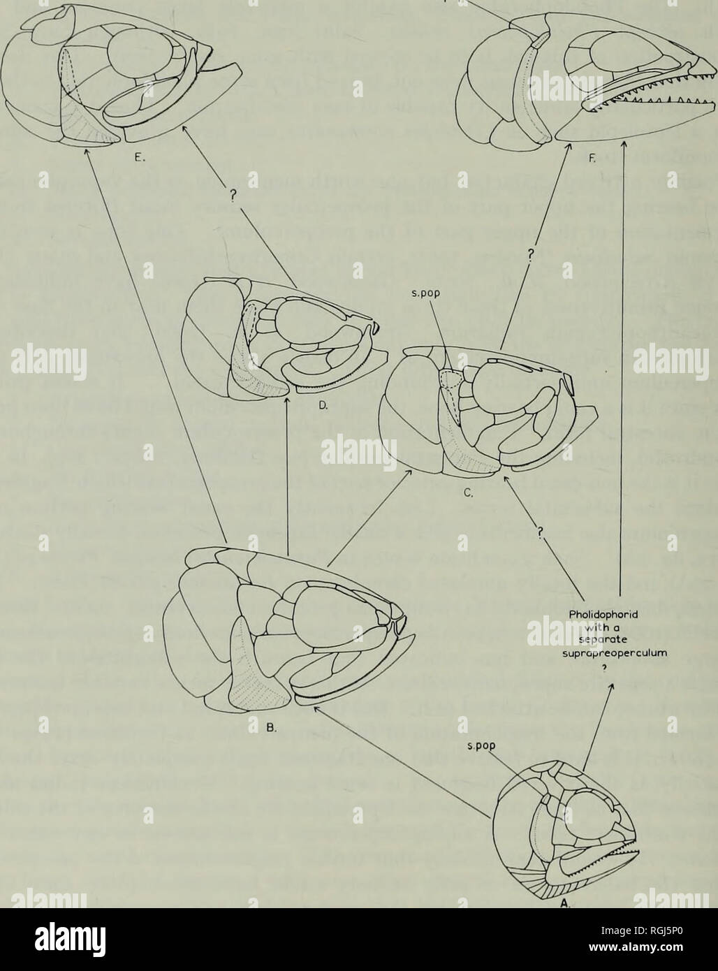 Pholidophorus bechei hi-res stock photography and images - Alamy
