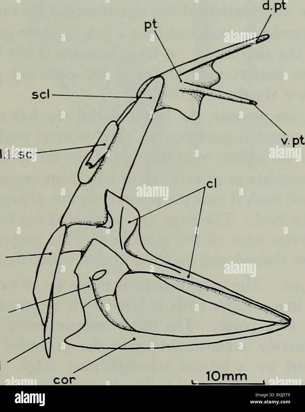 Gill rakers shape hi-res stock photography and images - Alamy