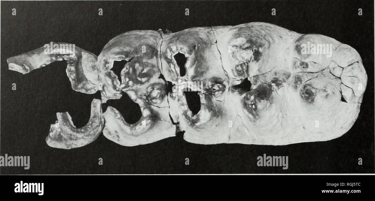 Gomphotherium hi-res stock photography and images - Alamy