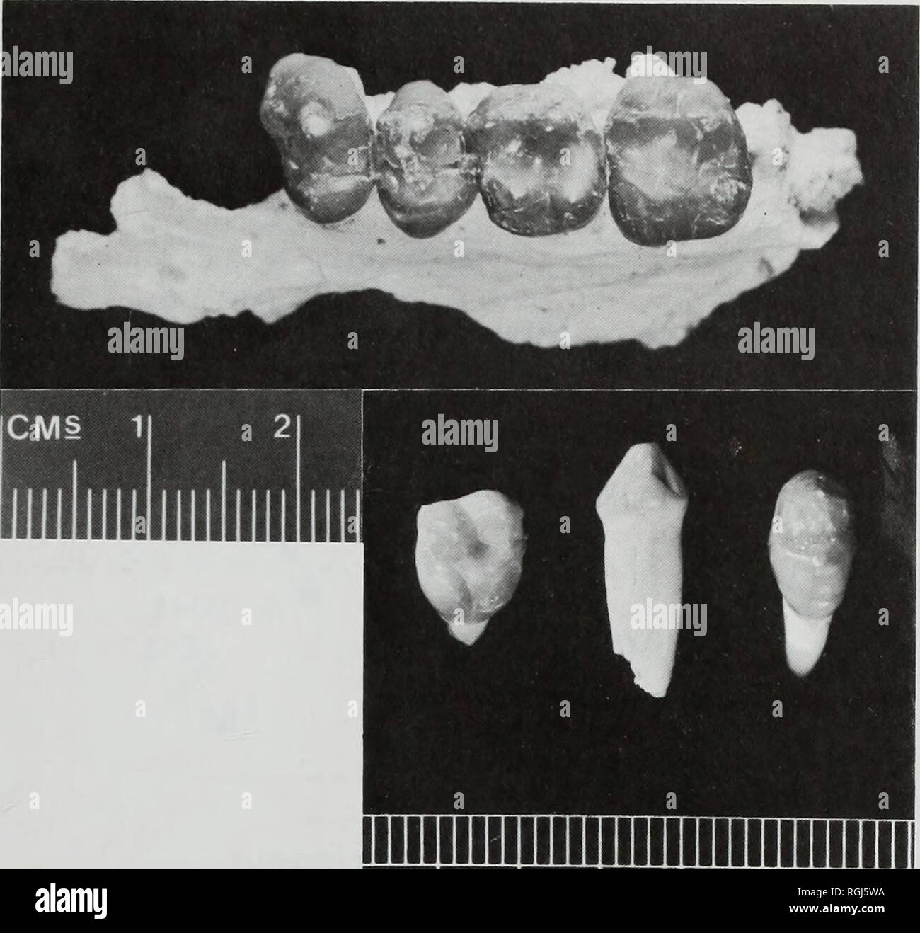 . Bulletin of the British Museum (Natural History), Geology. AD ...