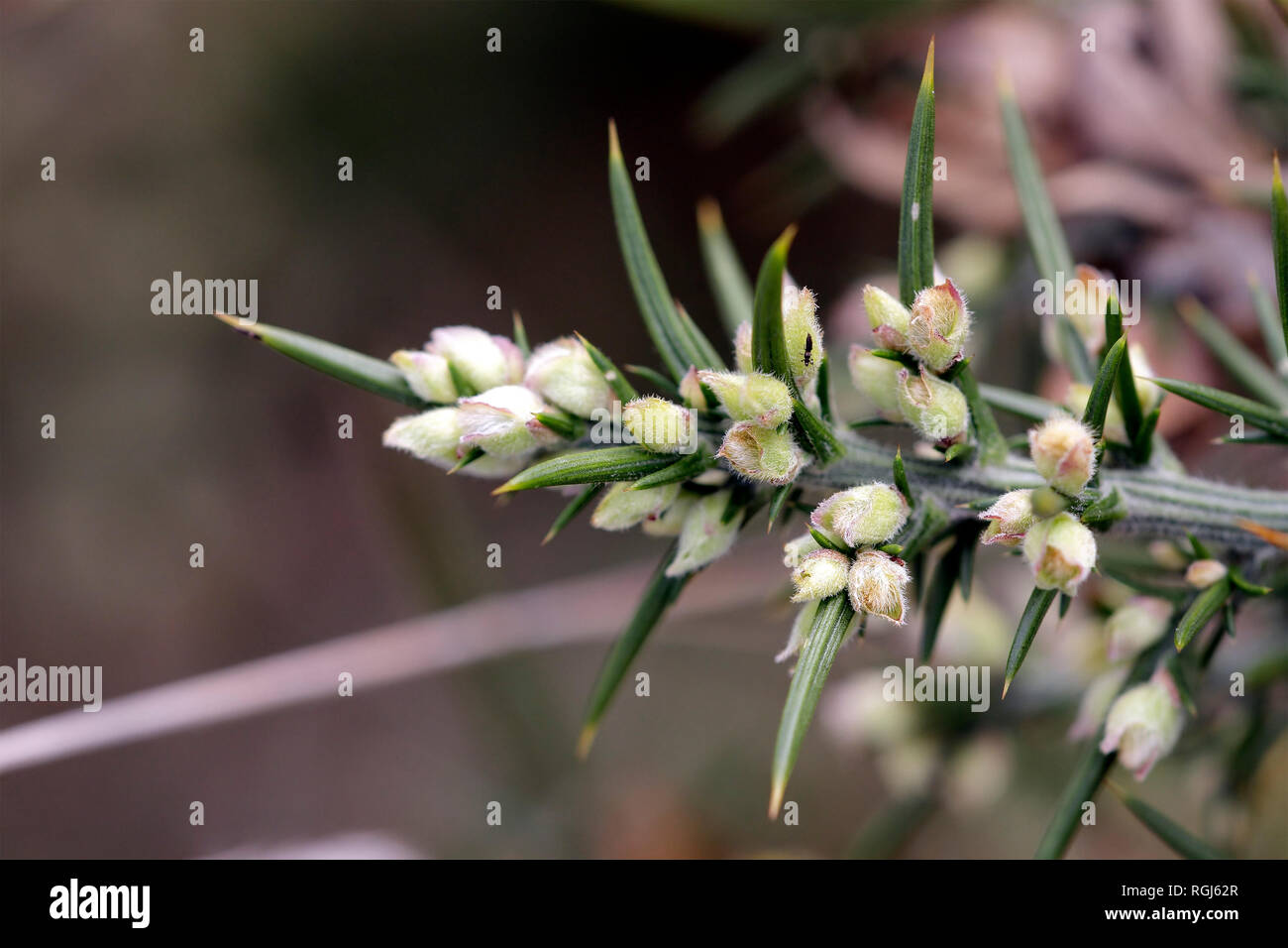 Thorn plants hi-res stock photography and images - Alamy