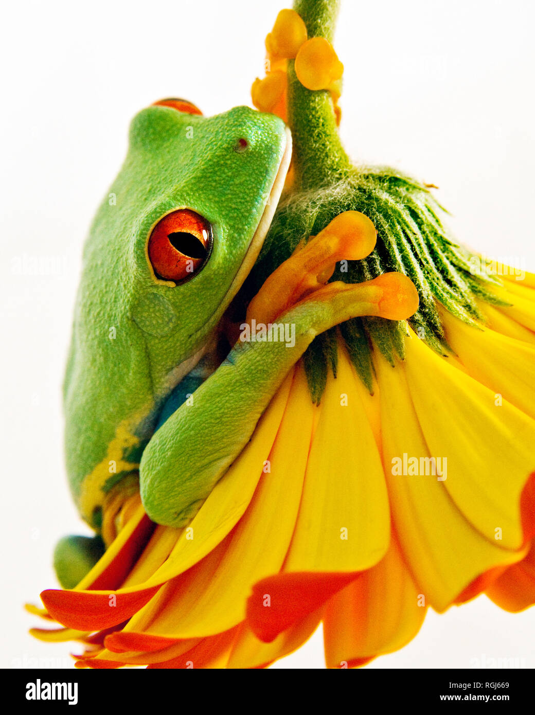 Red Eyed Tree Frog on Gerber Daisy Stock Photo - Alamy