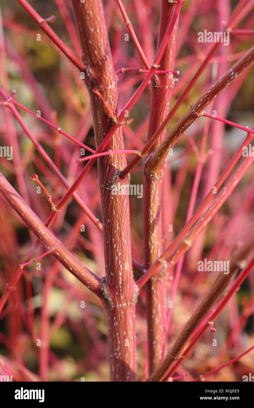 Acer palmatum Sango kaku. Striking red stems bark of Acer Sango-kaku in ...