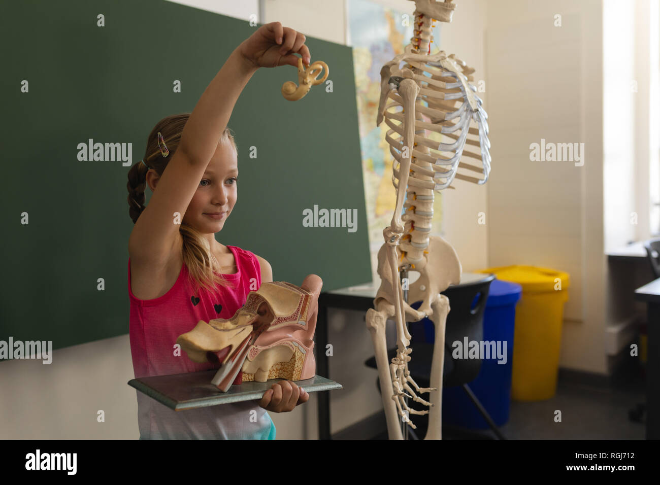 Side view of schoolgirl explaining anatomical model in classroom Stock ...