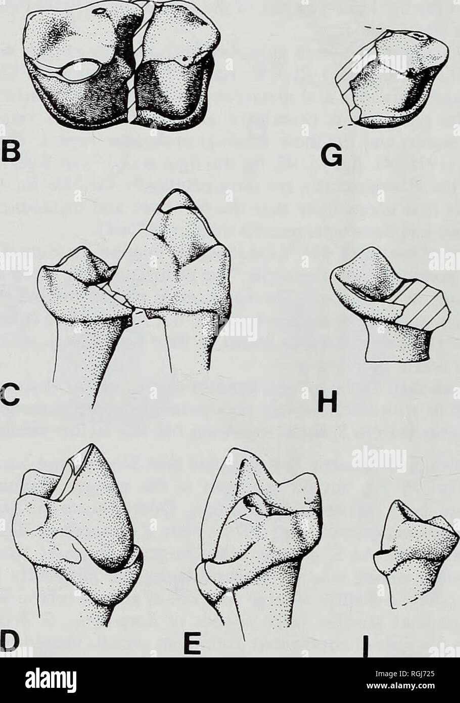 Lower barton clay hi-res stock photography and images - Alamy