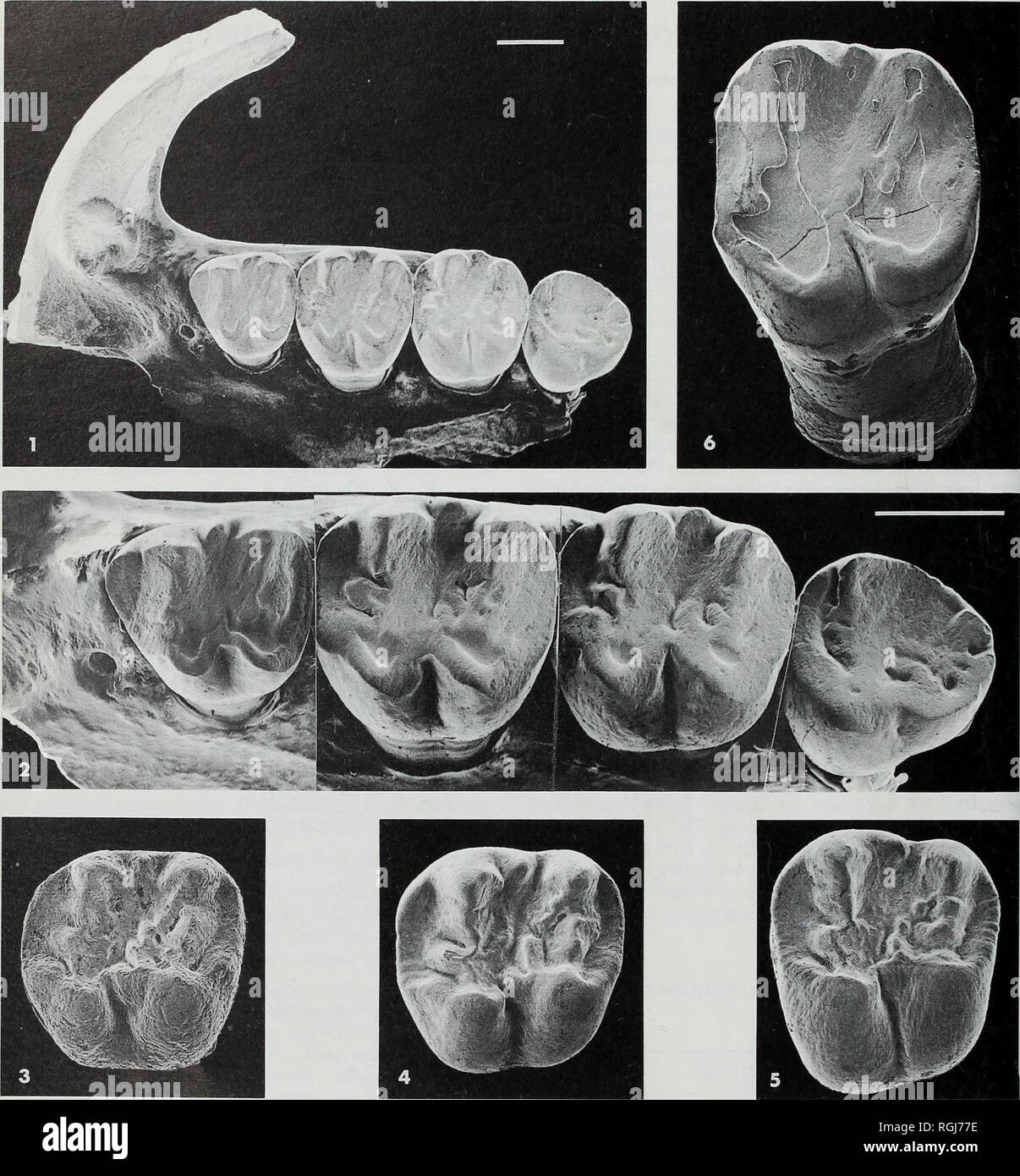 . Bulletin of the British Museum (Natural History), Geology. 36 J. J ...