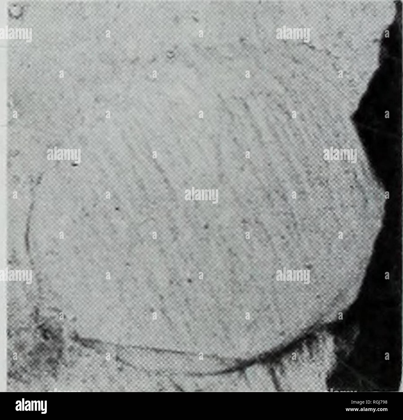 . Bulletin of the British Museum (Natural History), Geology. . m Fig ...