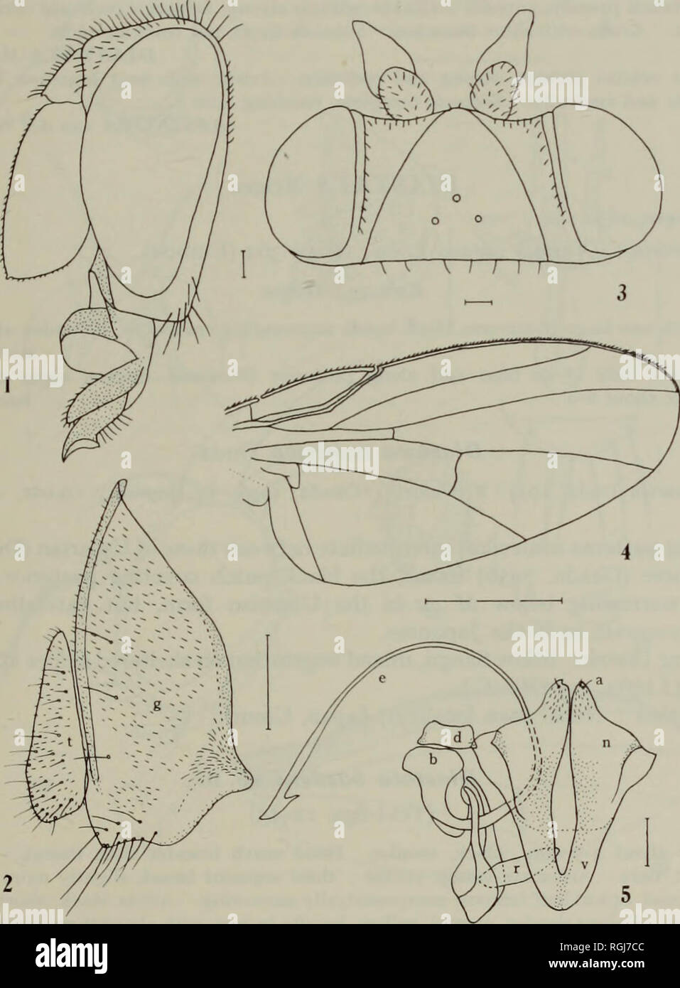 Phallic structures hi-res stock photography and images - Alamy
