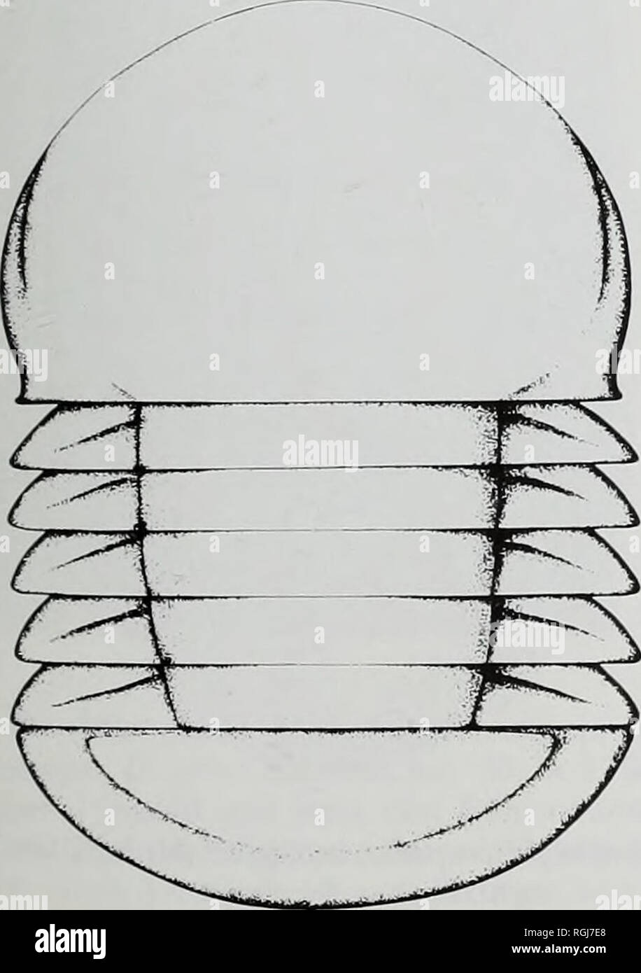 . Bulletin of the British Museum (Natural History), Geology. ARENIG IN ...