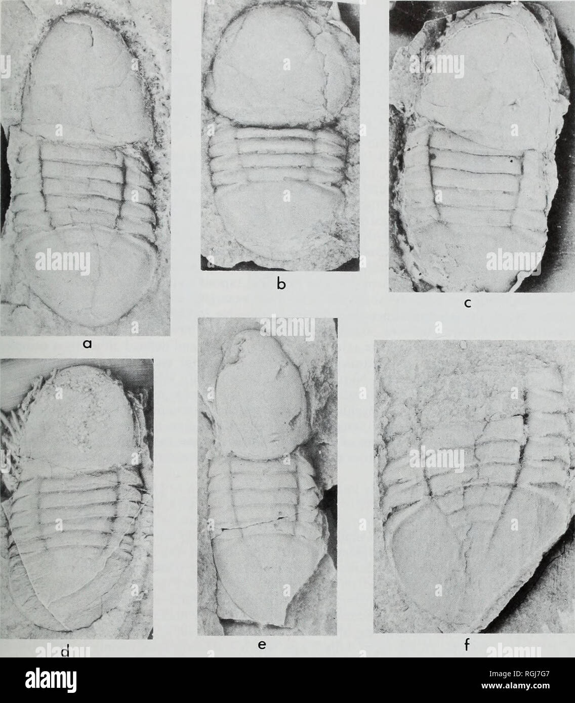 Concealed specimen hi-res stock photography and images - Alamy