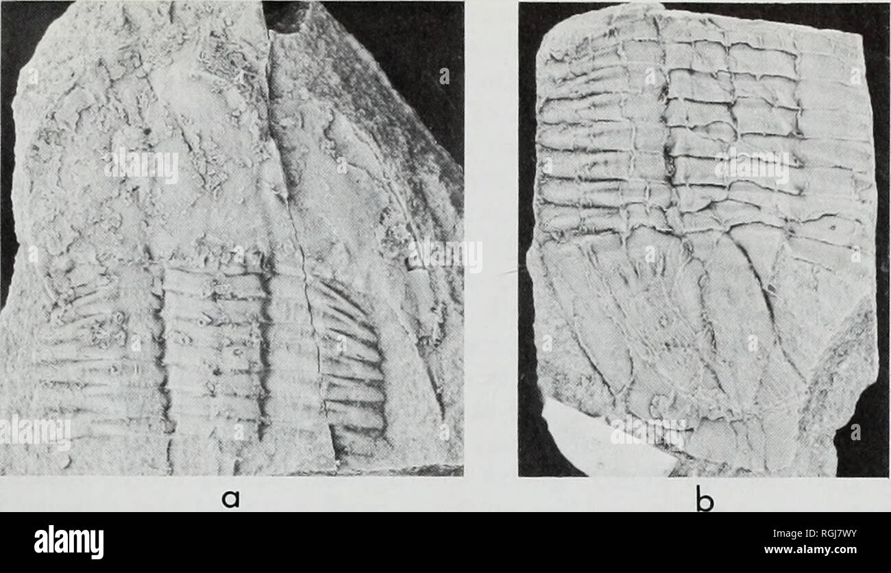 . Bulletin of the British Museum (Natural History), Geology. ARENIG IN ...