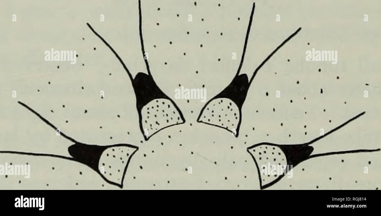 . Bulletin of the British Museum (Natural History) Geology Supplement ...