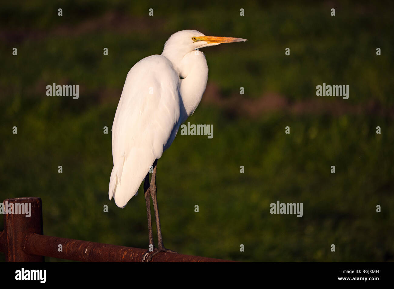 River heron california hi-res stock photography and images - Alamy