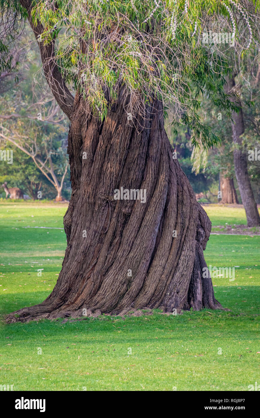 Twisted tree trunk of old tree in West of Australia Stock Photo - Alamy