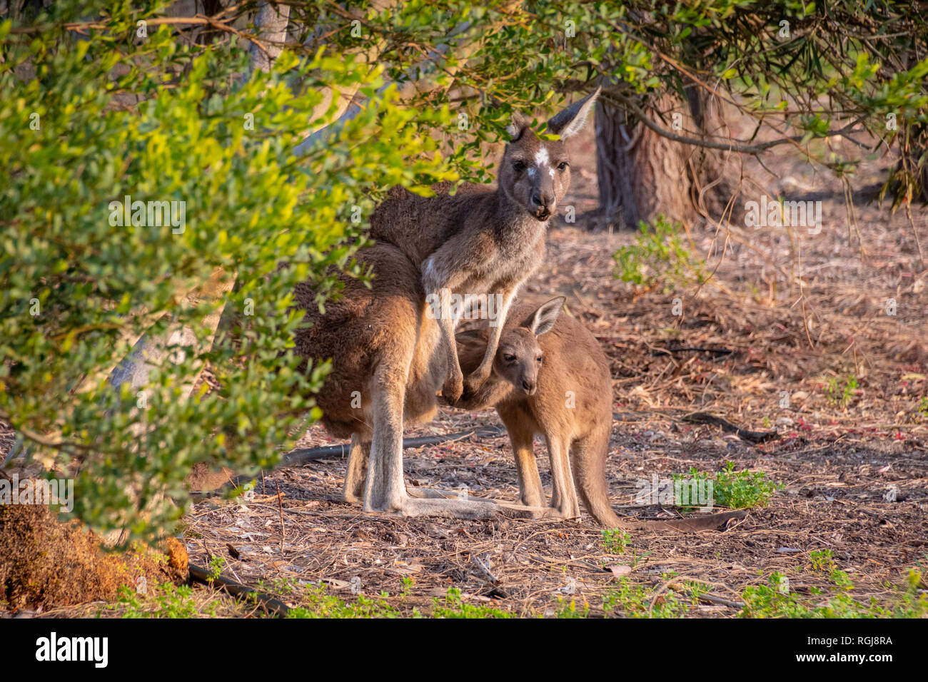 Kangaroo standing looking back hi-res stock photography and images - Alamy