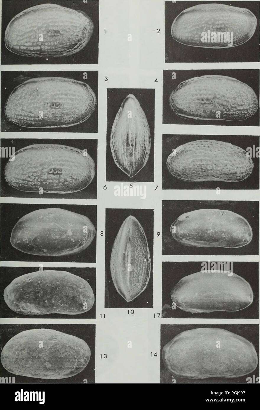. Bulletin of the British Museum (Natural History), Geology. Bull. Br ...