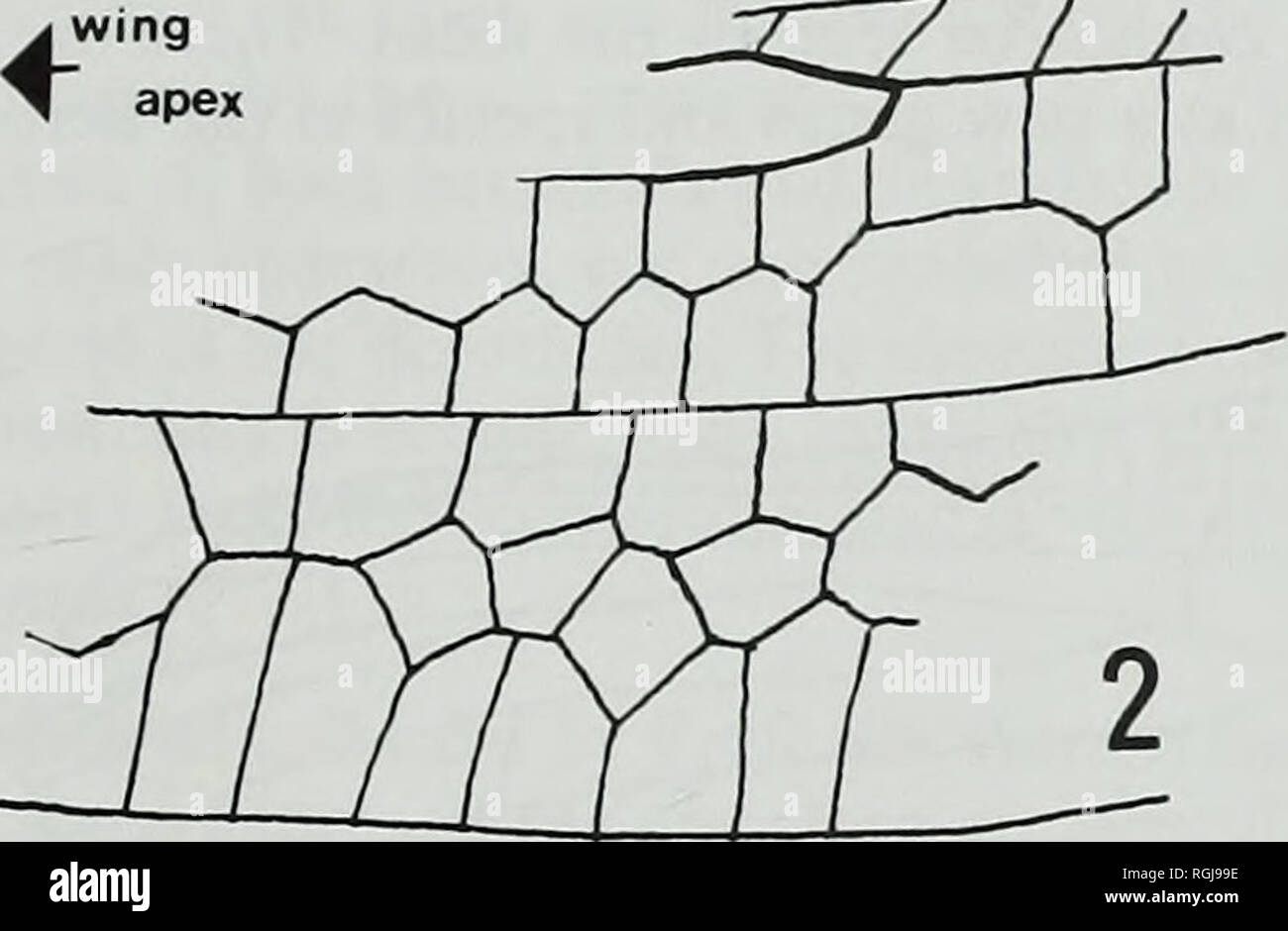 Maxillary palp hi-res stock photography and images - Alamy