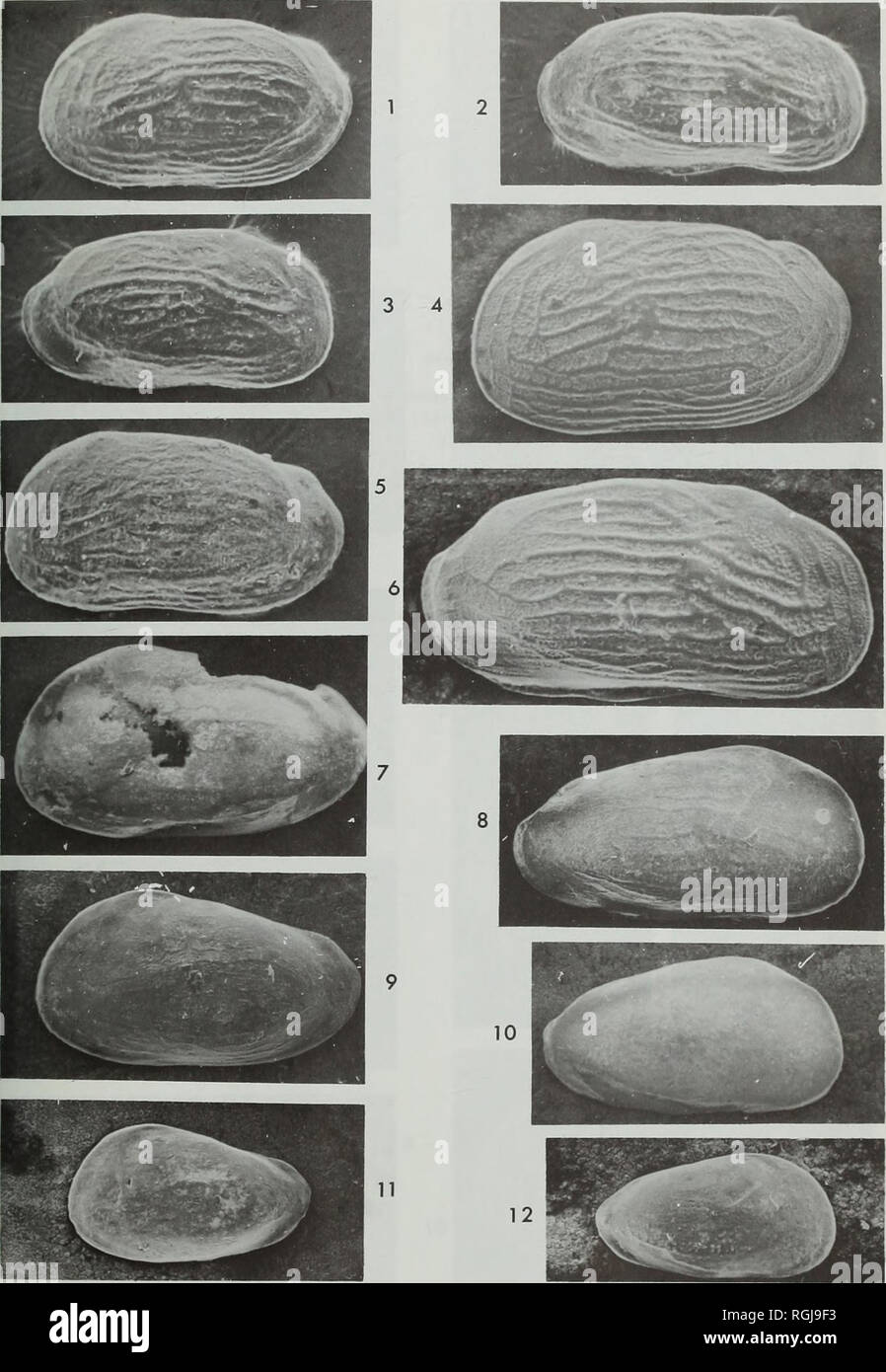 . Bulletin of the British Museum (Natural History), Geology. Bull. Br ...