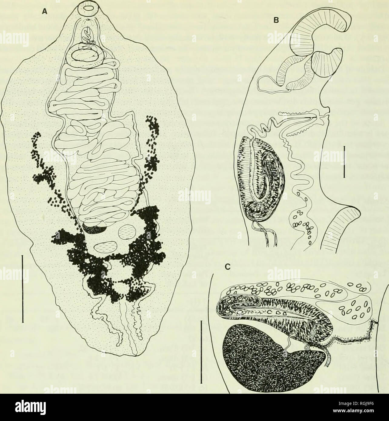 . Bulletin of the British Museum (Natural History). . Fig. 7 ...