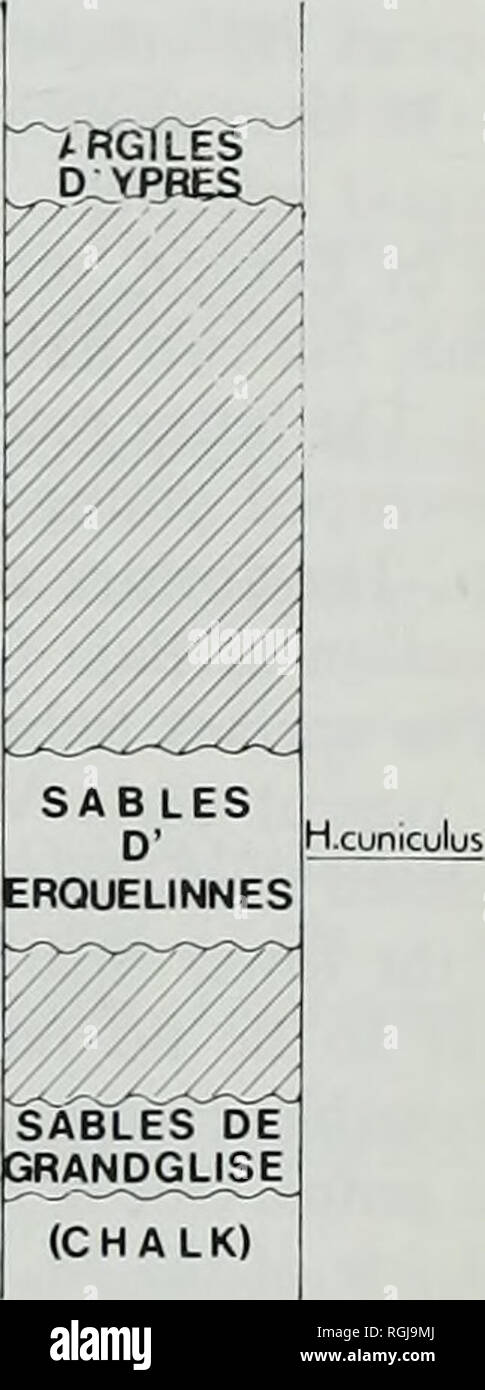 Hyracotherium hi-res stock photography and images - Alamy