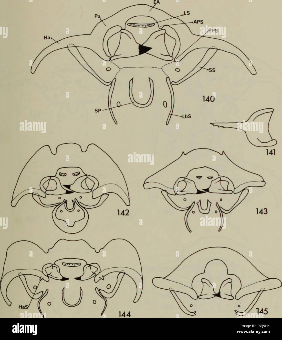 Therion hi-res stock photography and images - Alamy