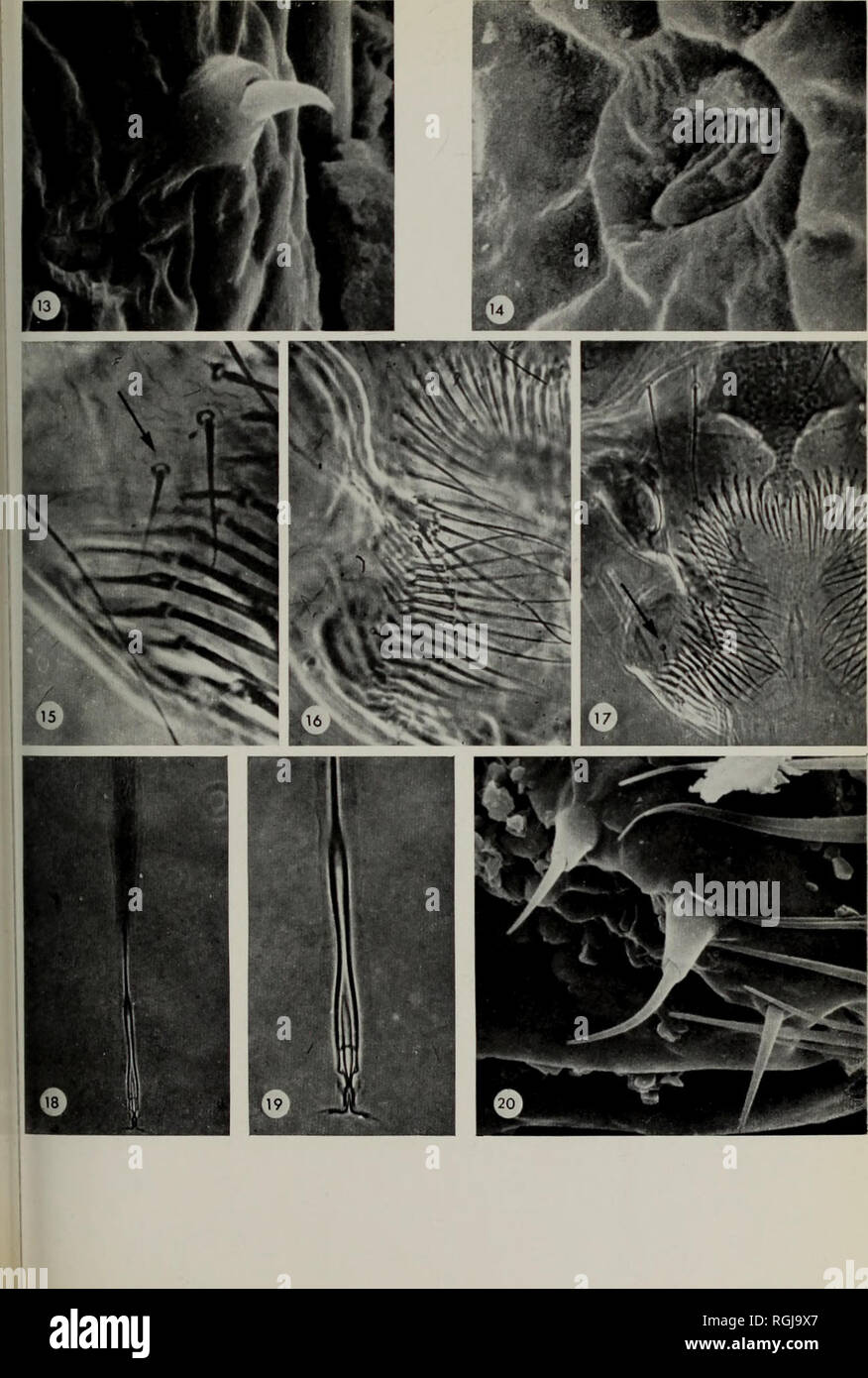 . Bulletin of the British Museum (Natural History) Entomology. Bull. Br ...