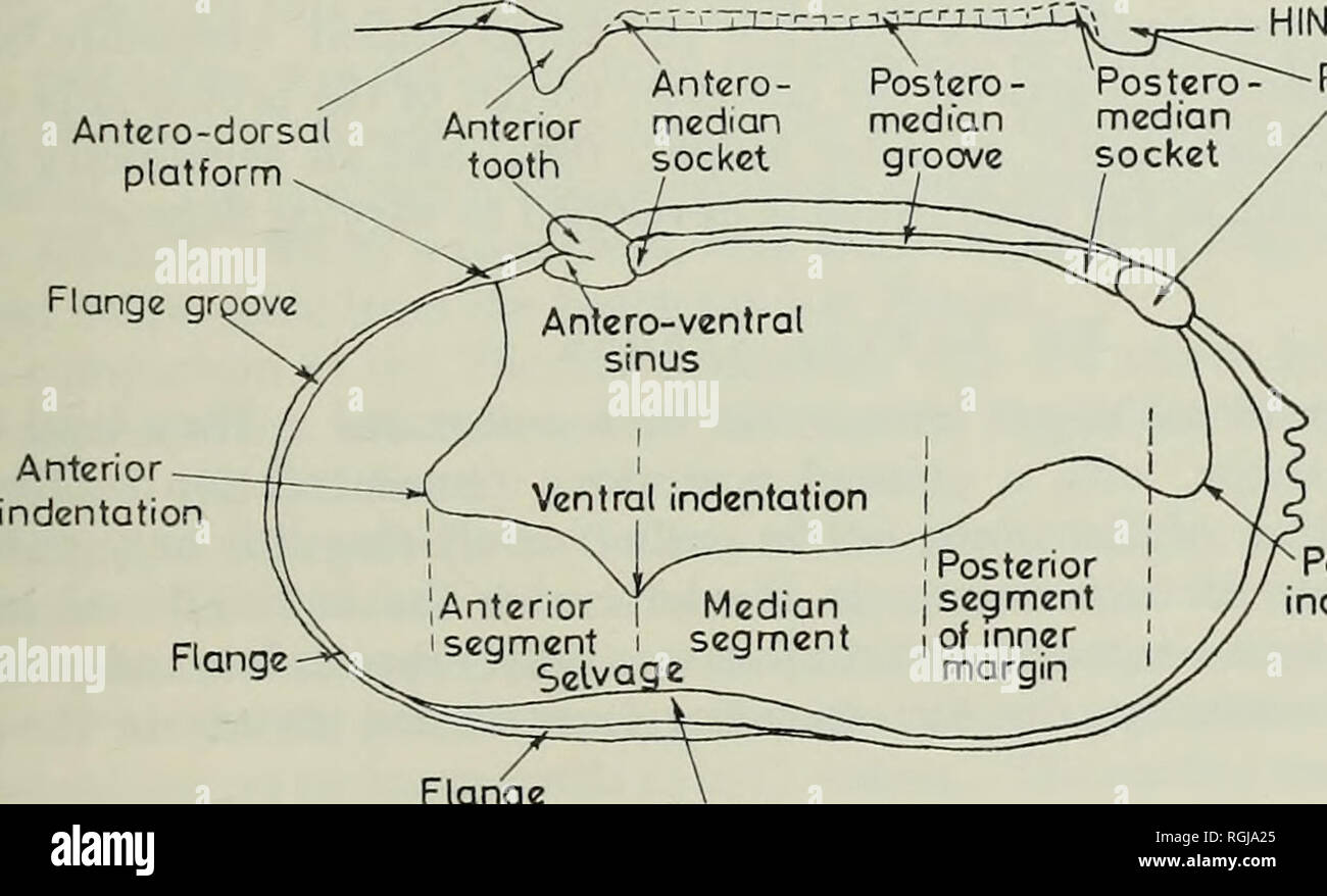 . Bulletin of the British Museum (Natural History), Geology. HINGE IN ...