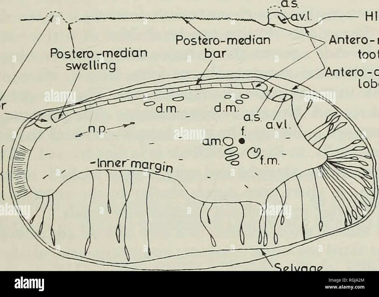 . Bulletin of the British Museum (Natural History), Geology. OF NORTH ...