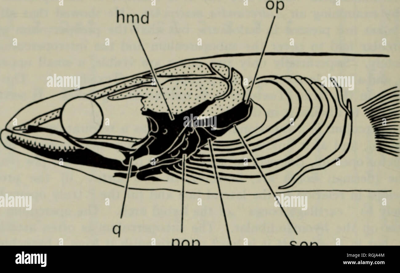 Halosaur hi-res stock photography and images - Alamy