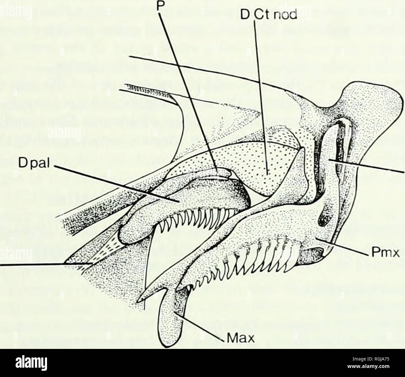 . Bulletin of the British Museum (Natural History). nective tissue body ...