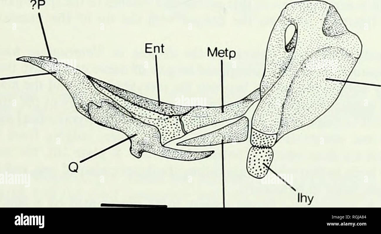 Nubbin Stock Photos & Nubbin Stock Images - Alamy
