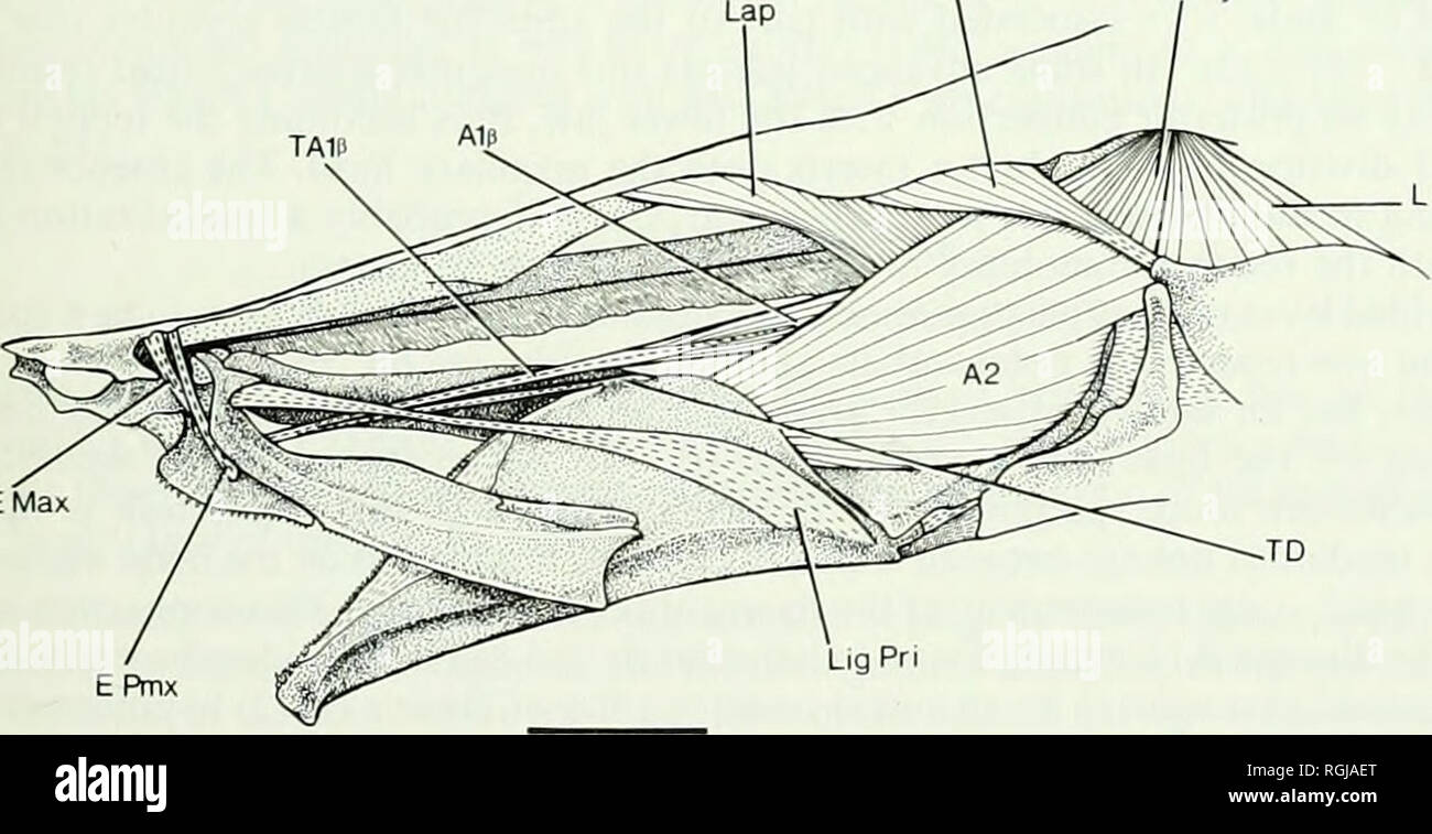 . Bulletin of the British Museum (Natural History). Adductor arcus ...
