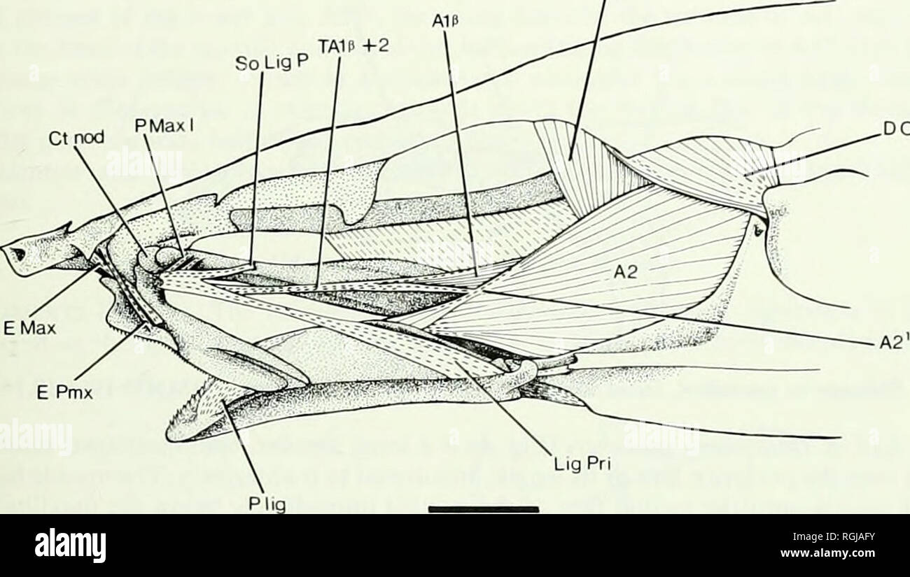 . Bulletin of the British Museum (Natural History). On the lateral face ...