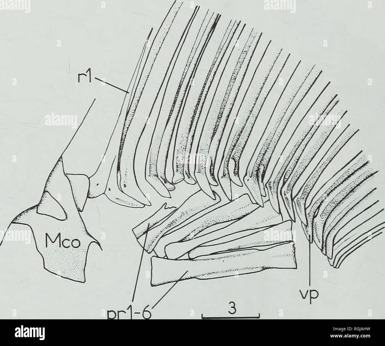 . Bulletin of the British Museum (Natural History), Geology. the ...