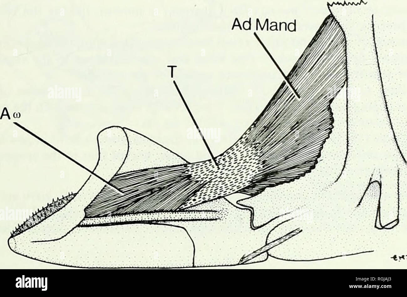 . Bulletin of the British Museum (Natural History). Adductor mandibulae ...