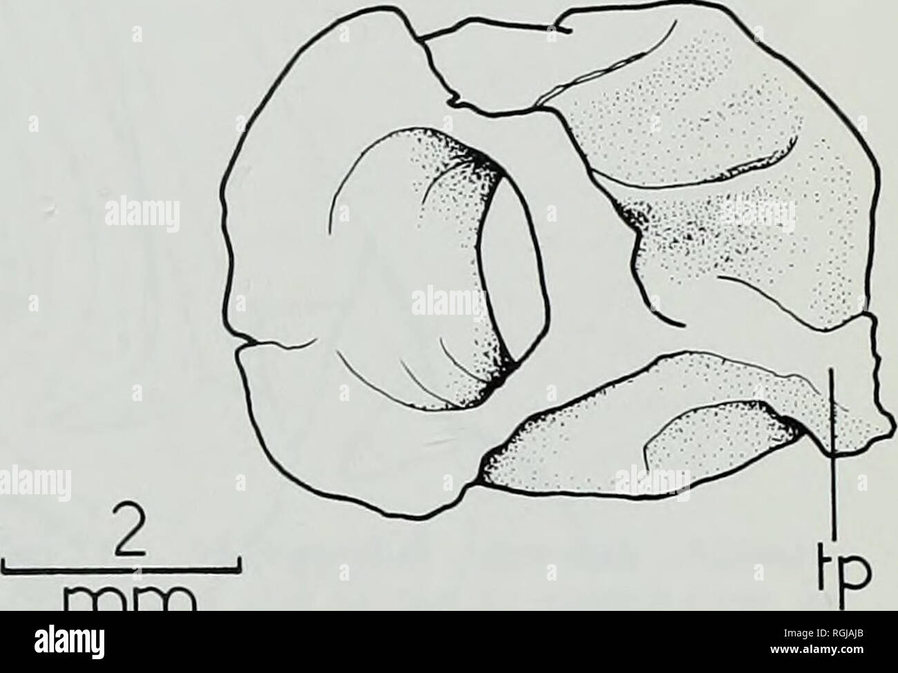 . Bulletin of the British Museum (Natural History), Geology. B. Fig. 14 ...