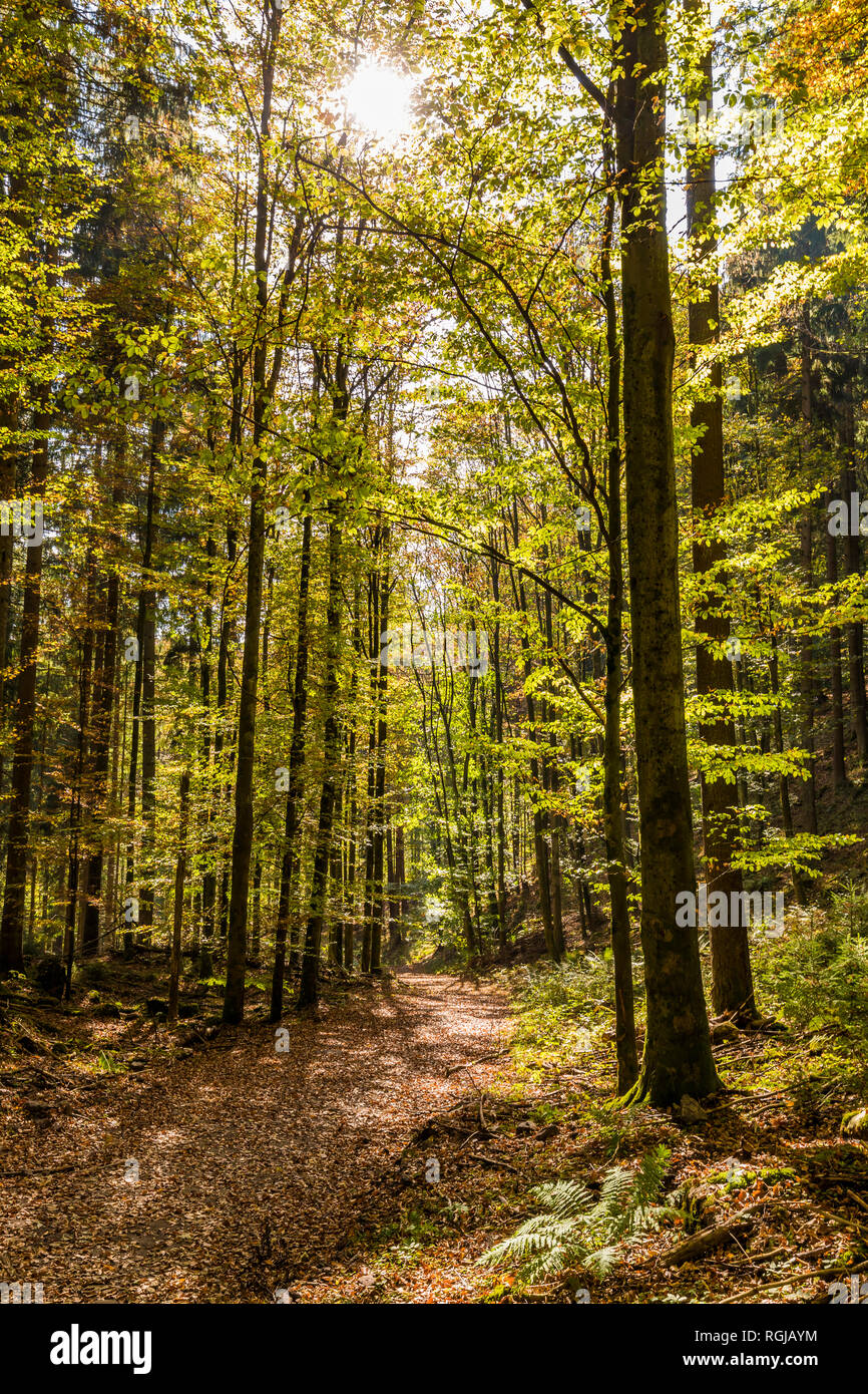 Black forest. autumn. germany hi-res stock photography and images - Alamy
