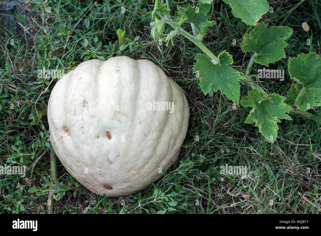 Cucurbitaceae plants hi-res stock photography and images - Alamy
