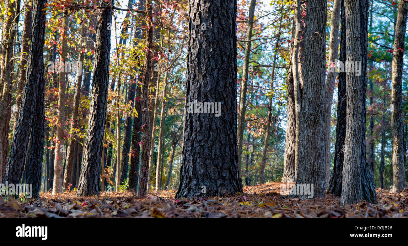 Forest trees in early autumn with a mix of greens and fall colors ...