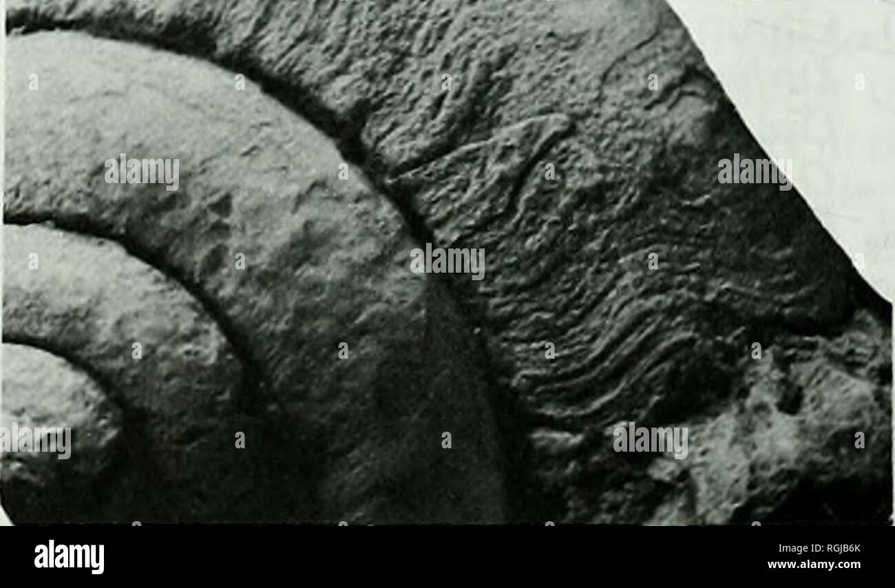 Straparollus hi-res stock photography and images - Alamy